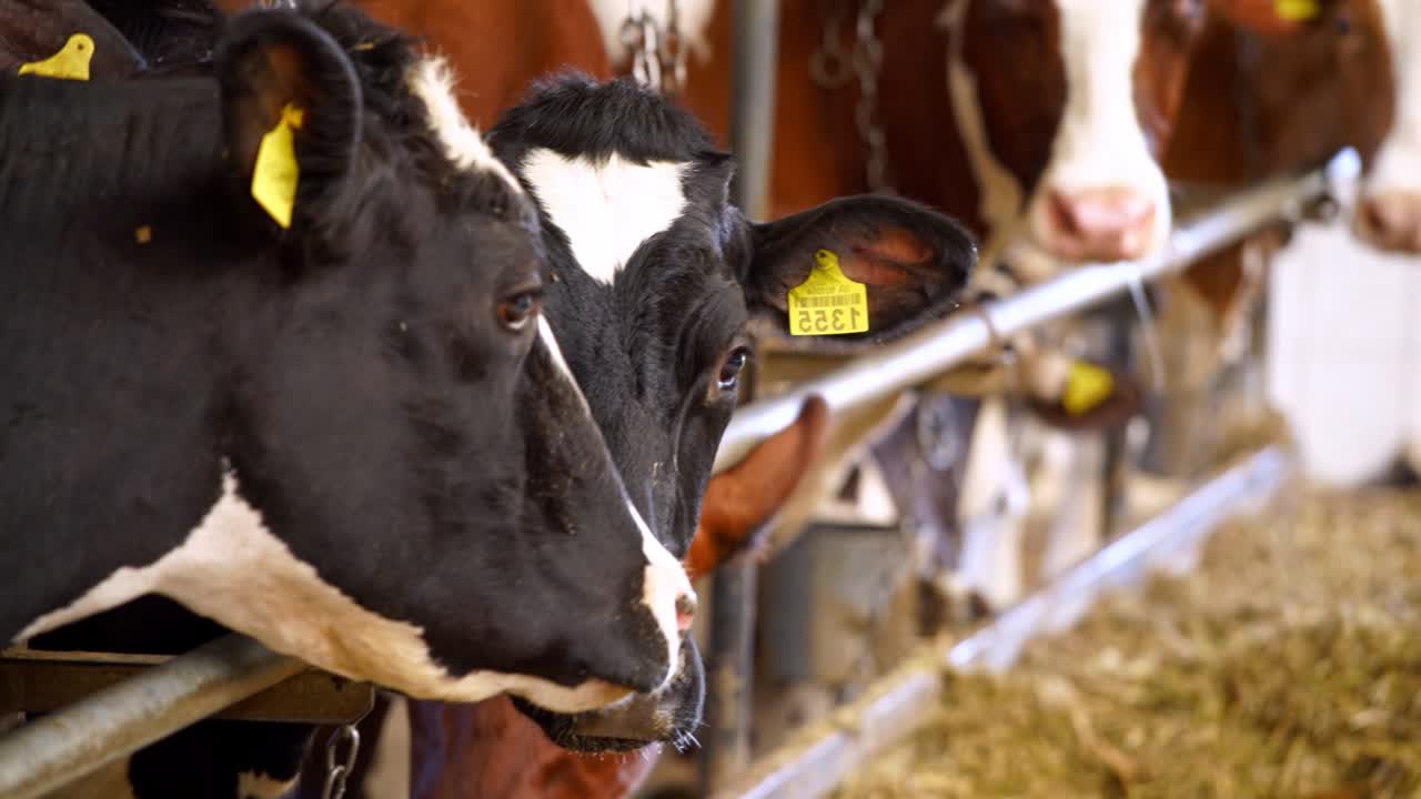 Vaches laitières se nourrissant à la ferme. vaches processus d ...