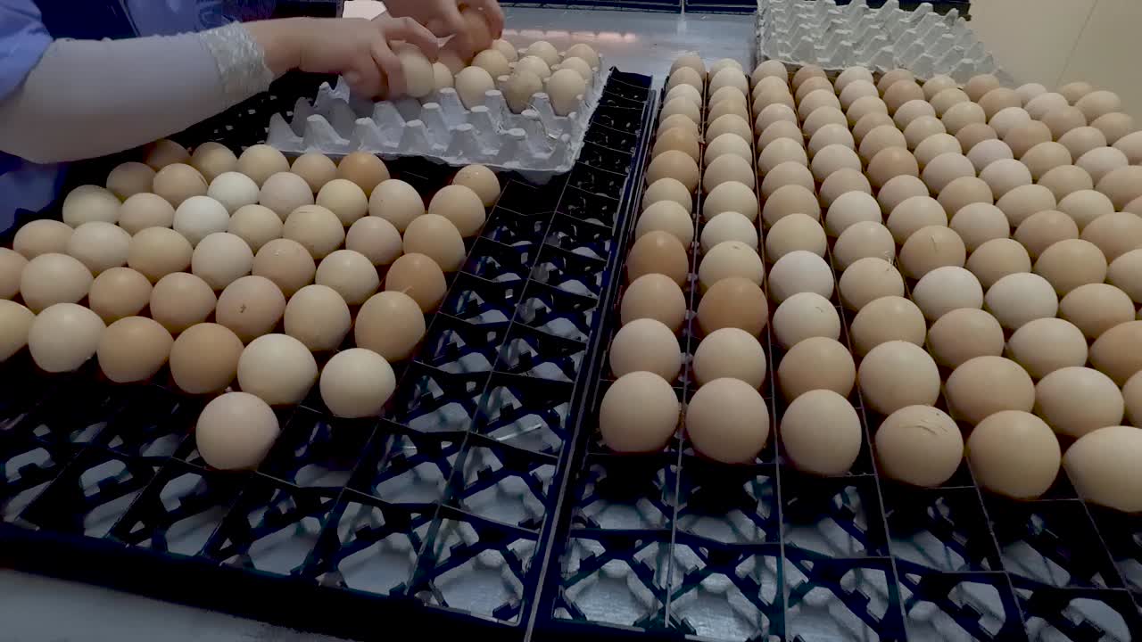 Premium stock video - Manual sorting of eggs to put them in the hatchery