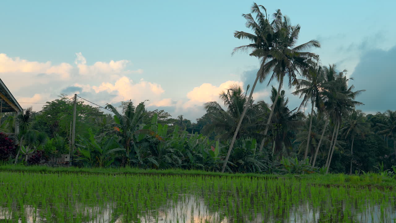Tall coconut trees on a rice paddy fields in ubud, bali indonesia ...