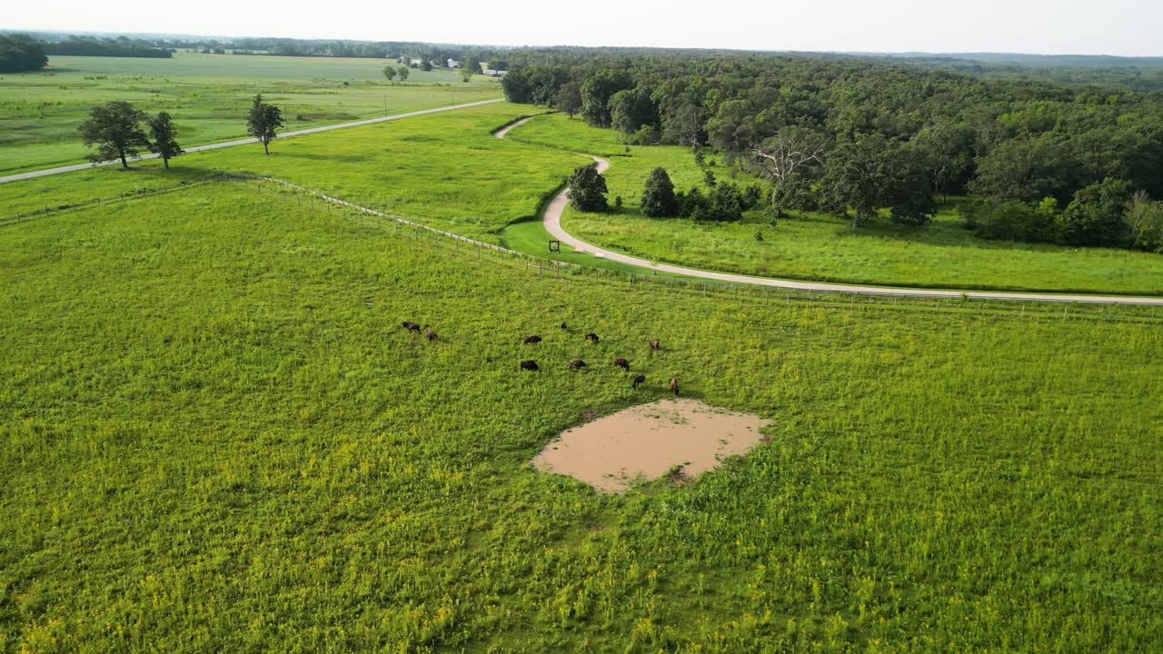 Premium stock video - Far aerial view of bison herd at watering hole in ...