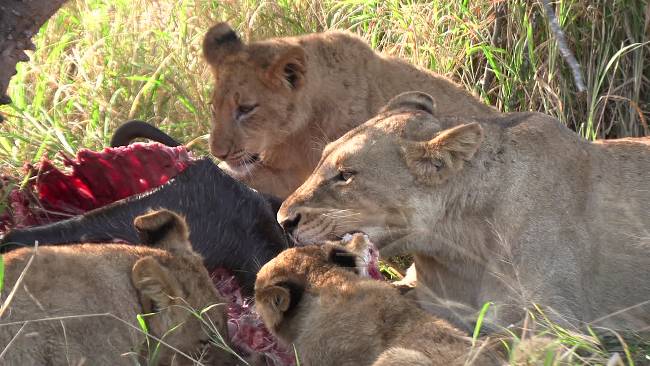 Lion Pride Feeding On Prey In African Grasslands Free Stock Video ...