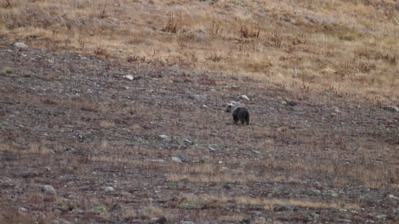 Himalayan brown bear with cubs grazing in deosai national park Premium ...
