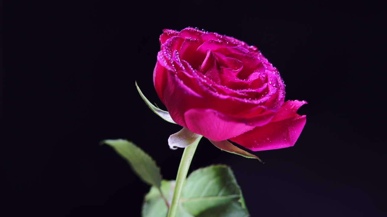 Rotating Pink Rose Flower With Wet Petals And Leaves Free Stock Video ...