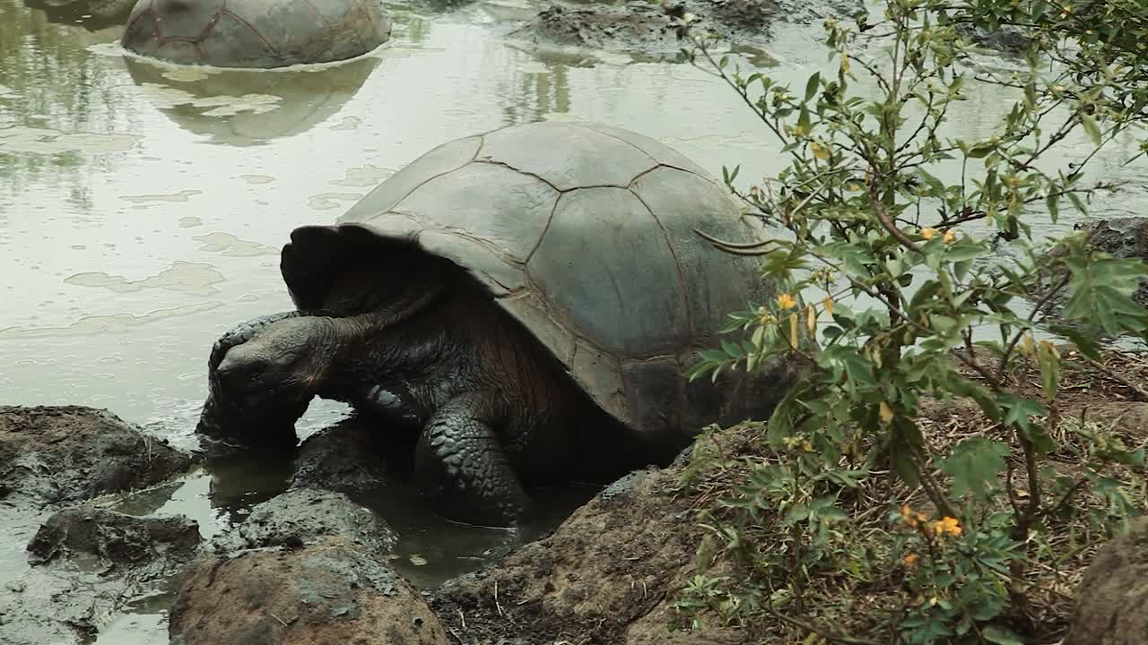 Premium stock video - Galapagos tortoise drinking water from pond