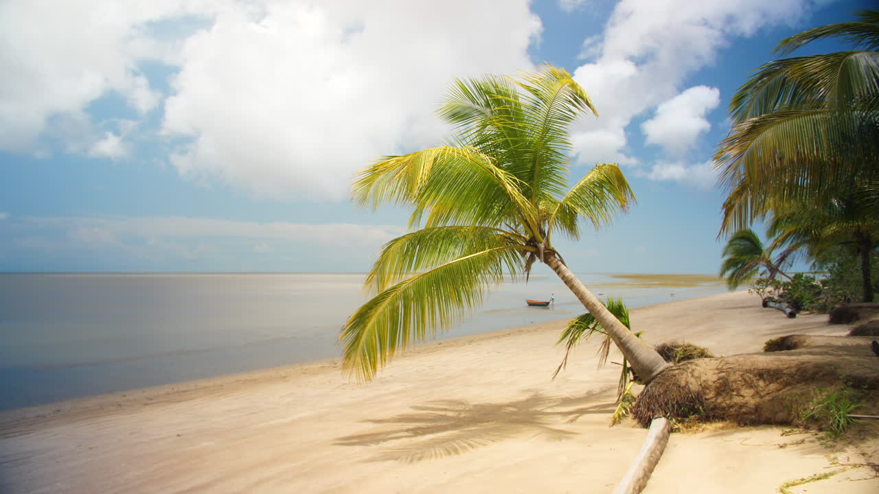 Free stock video - Fix shot of a palm tree on a beach in awala yalimapo ...