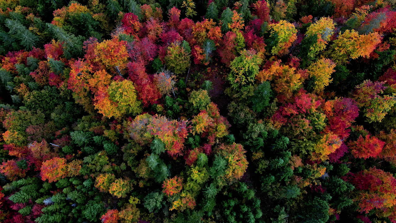 Aerial view tilting over colorful peak foliage forest, on a cloudy fall ...
