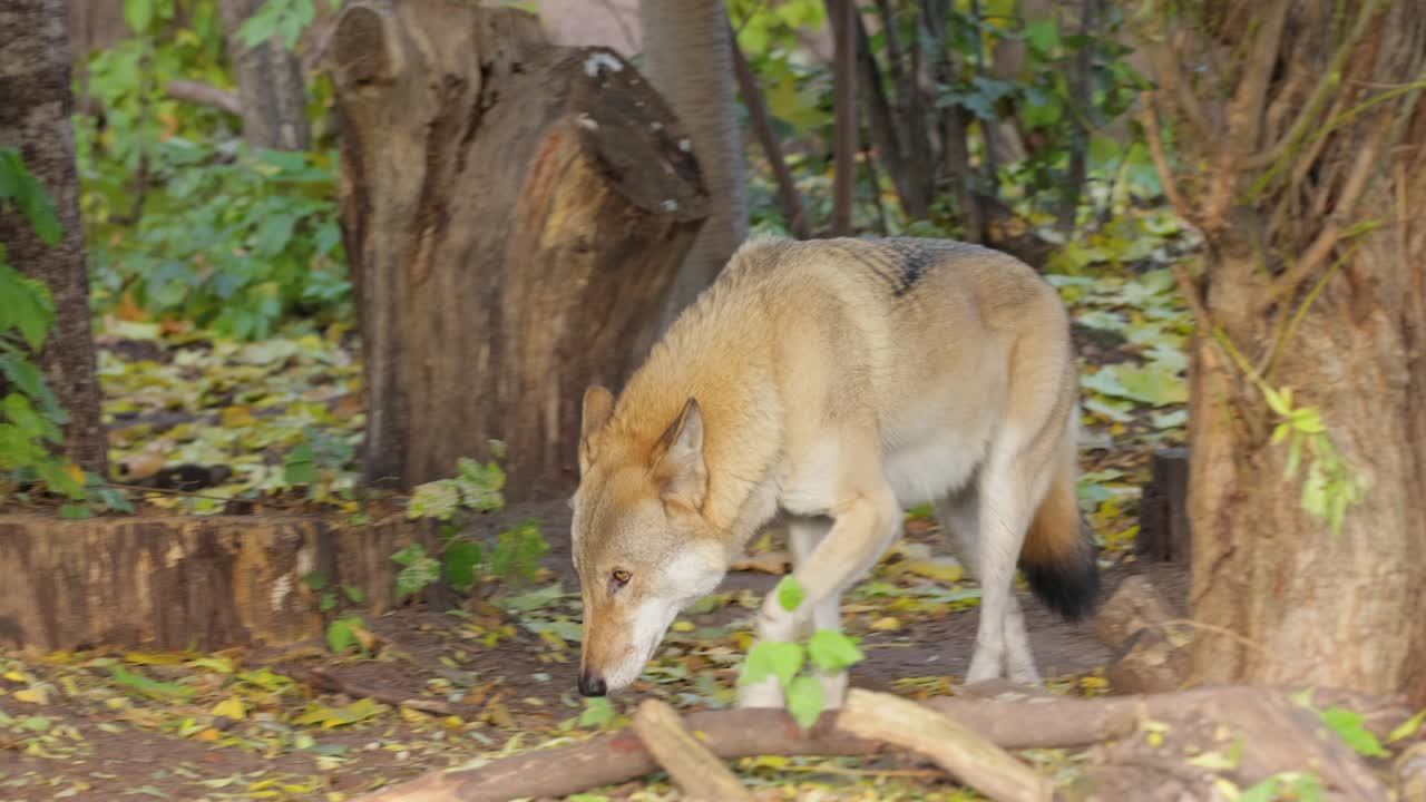 Wolf (Canis Lupus), Also Known As The Gray Wolf Is The Largest Extant ...