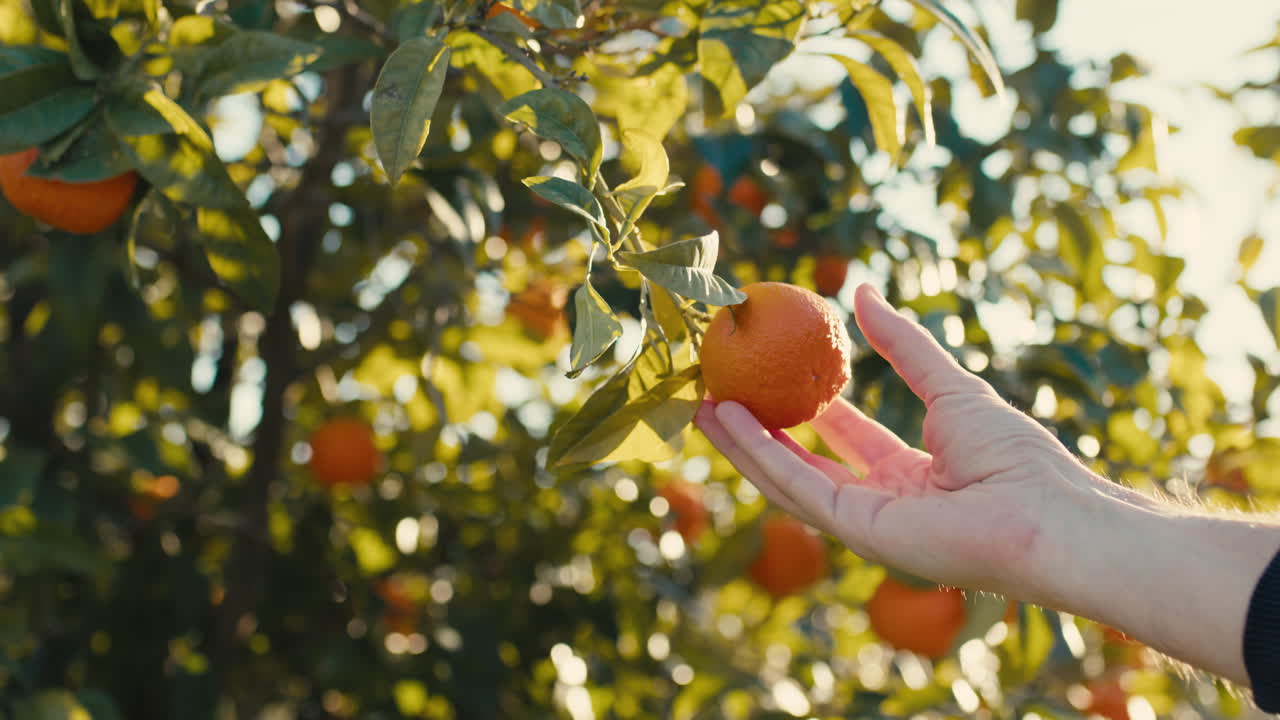 Hand Touching Orange Fruit | Premium Stock Video Footage