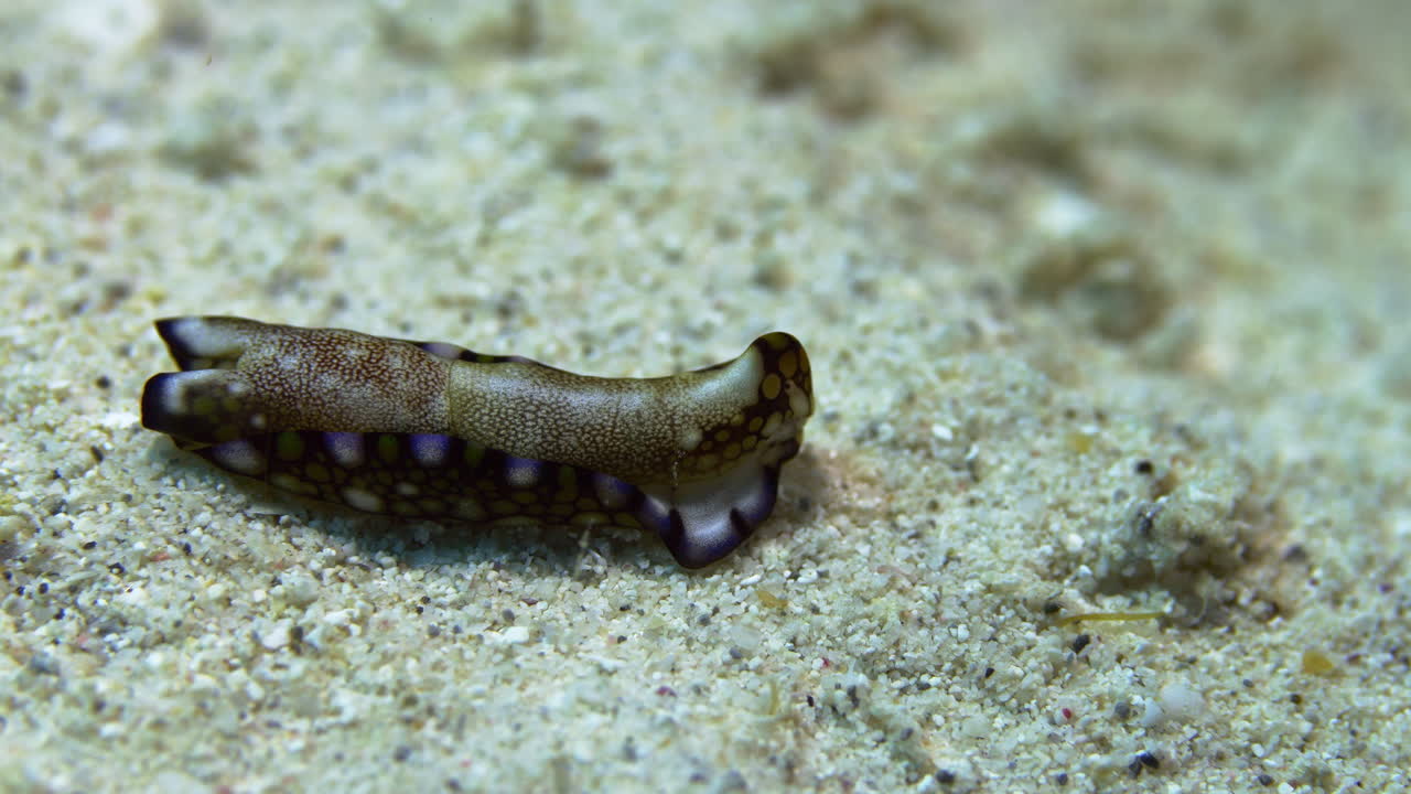 Premium stock video - A beautiful sand-colored tubulophilinopsis ...