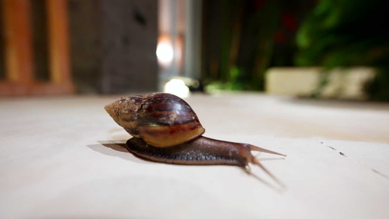Snail Rhythmic Movement Propels Them Forward In Slow, Gliding Manner ...