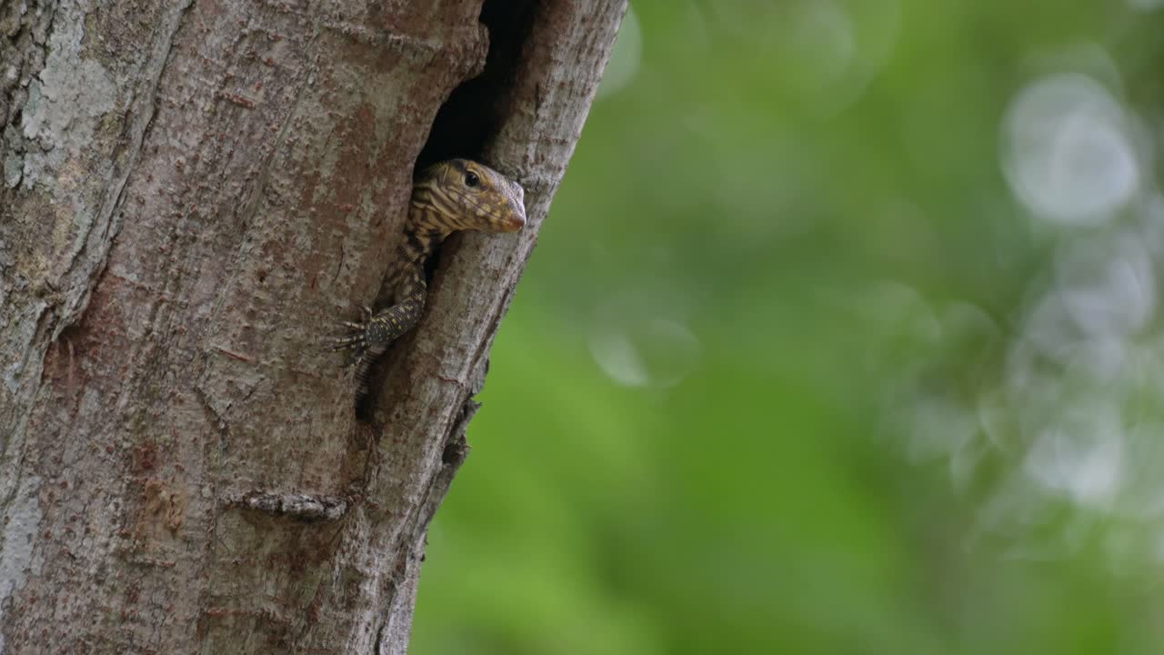 Extending Its Head Out While Its Left Front Claws Are Out To Balance ...