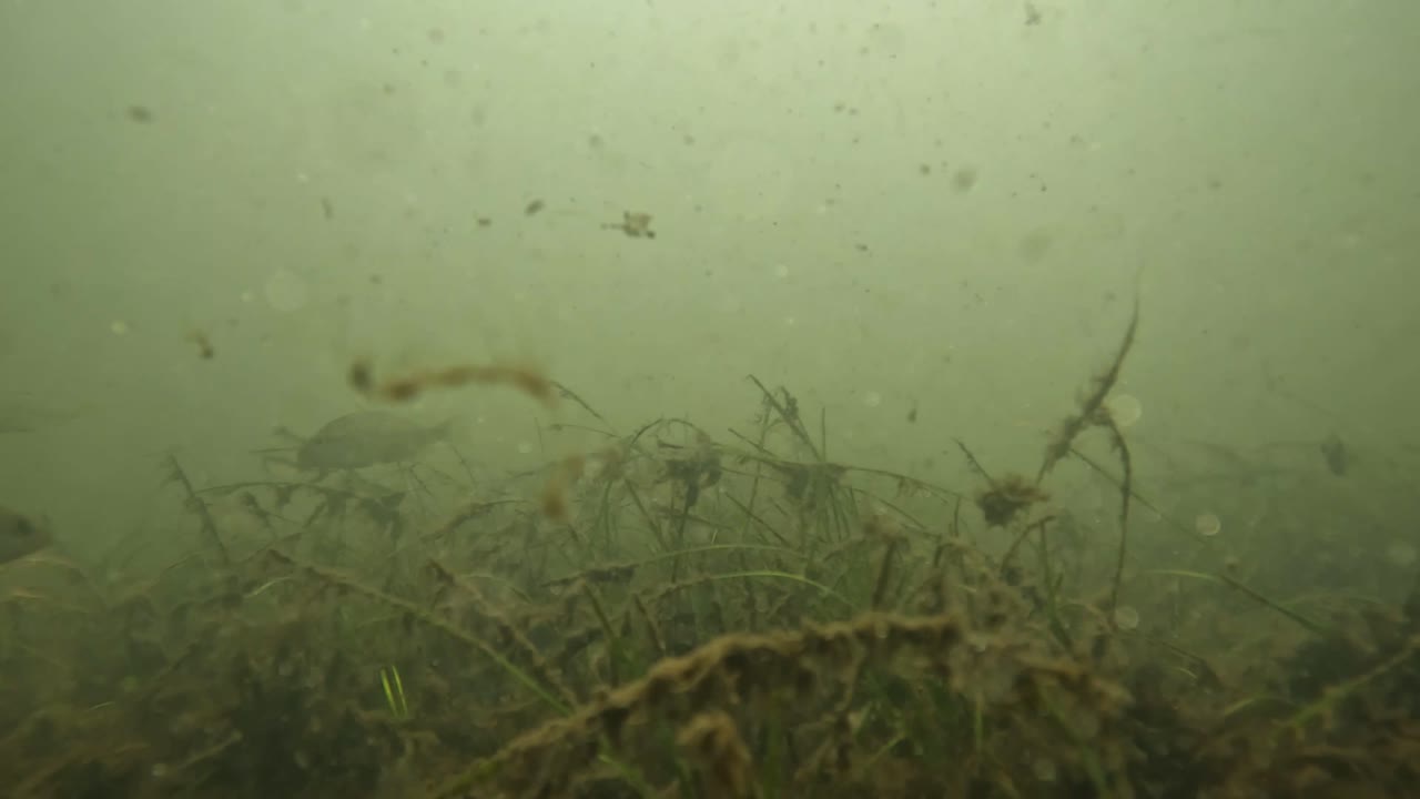 polluted tropical seagrass bed 4k | freepik