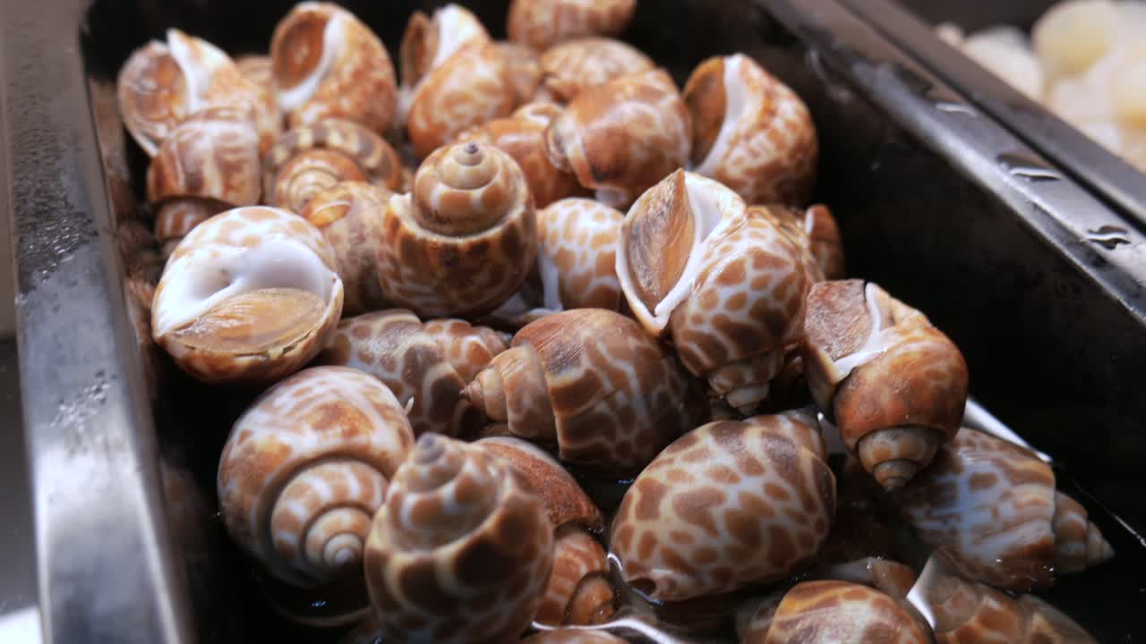 Fresh Raw Sea Snails In Bucket Free Stock Video Footage Download Clips Food