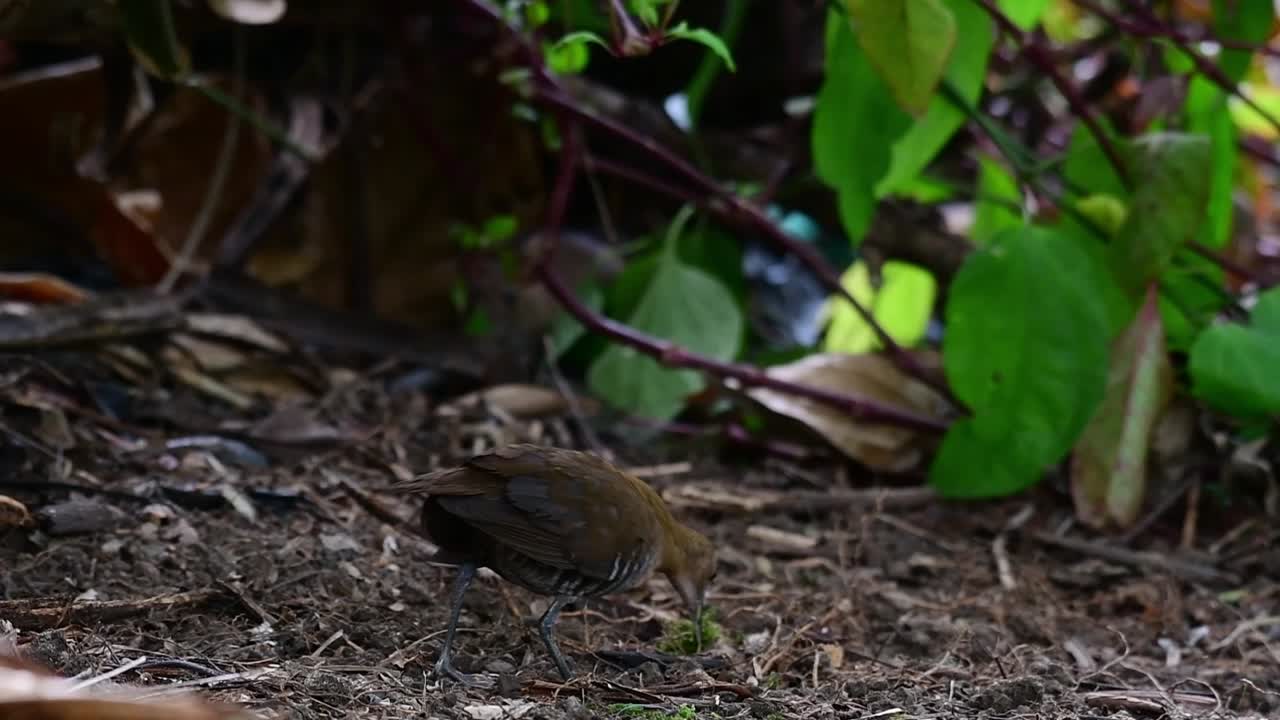 Premium stock video - Slaty-legged crake, rallina eurizonoides
