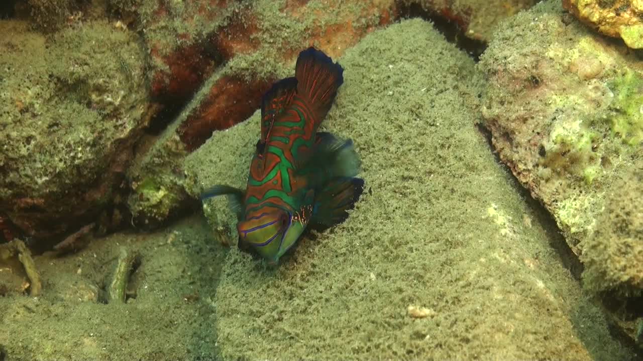 Mandarin Fish Swimming Over Sandy Reef In Palau Island Free Stock Video ...