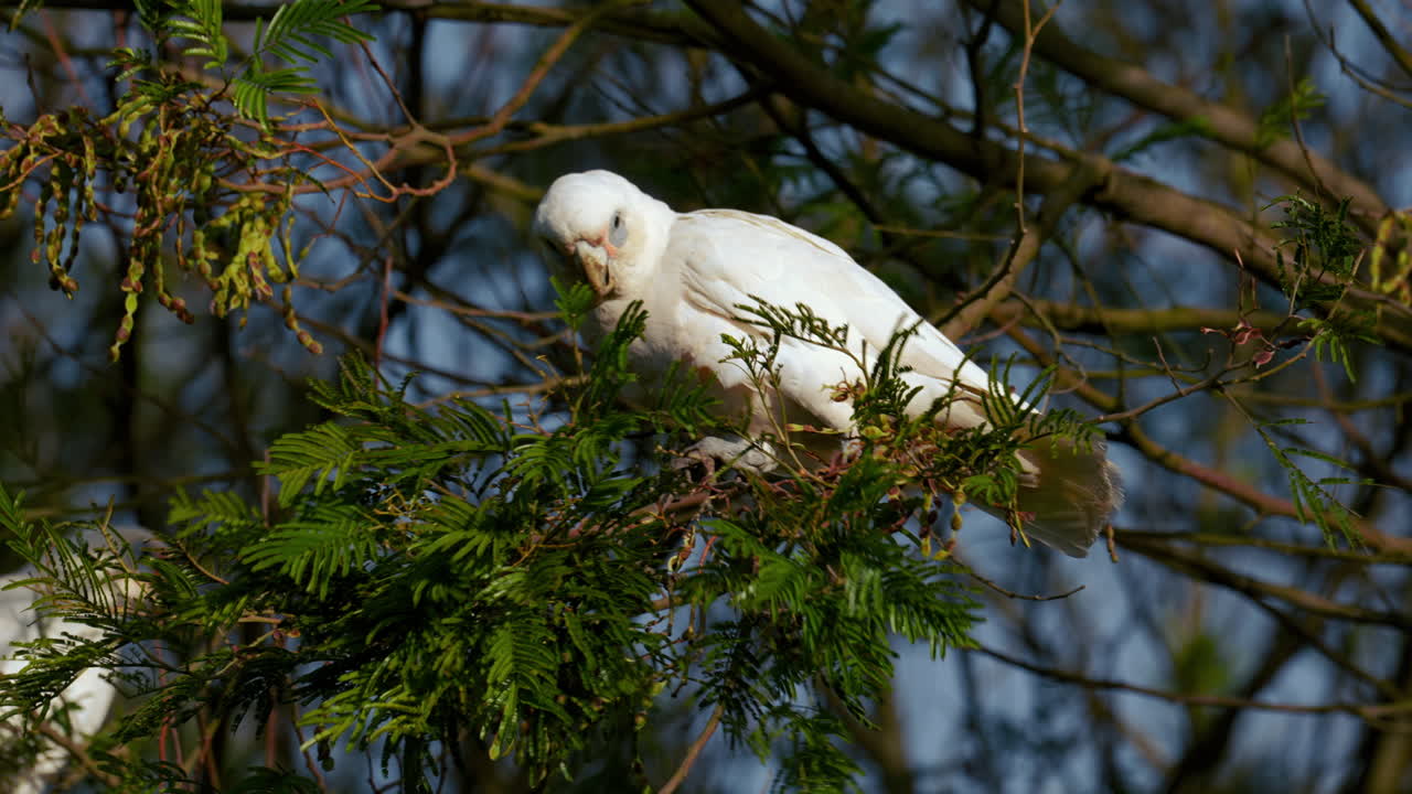 Premium stock video - Cockatoo cockapoo white parrot in a tree in australia