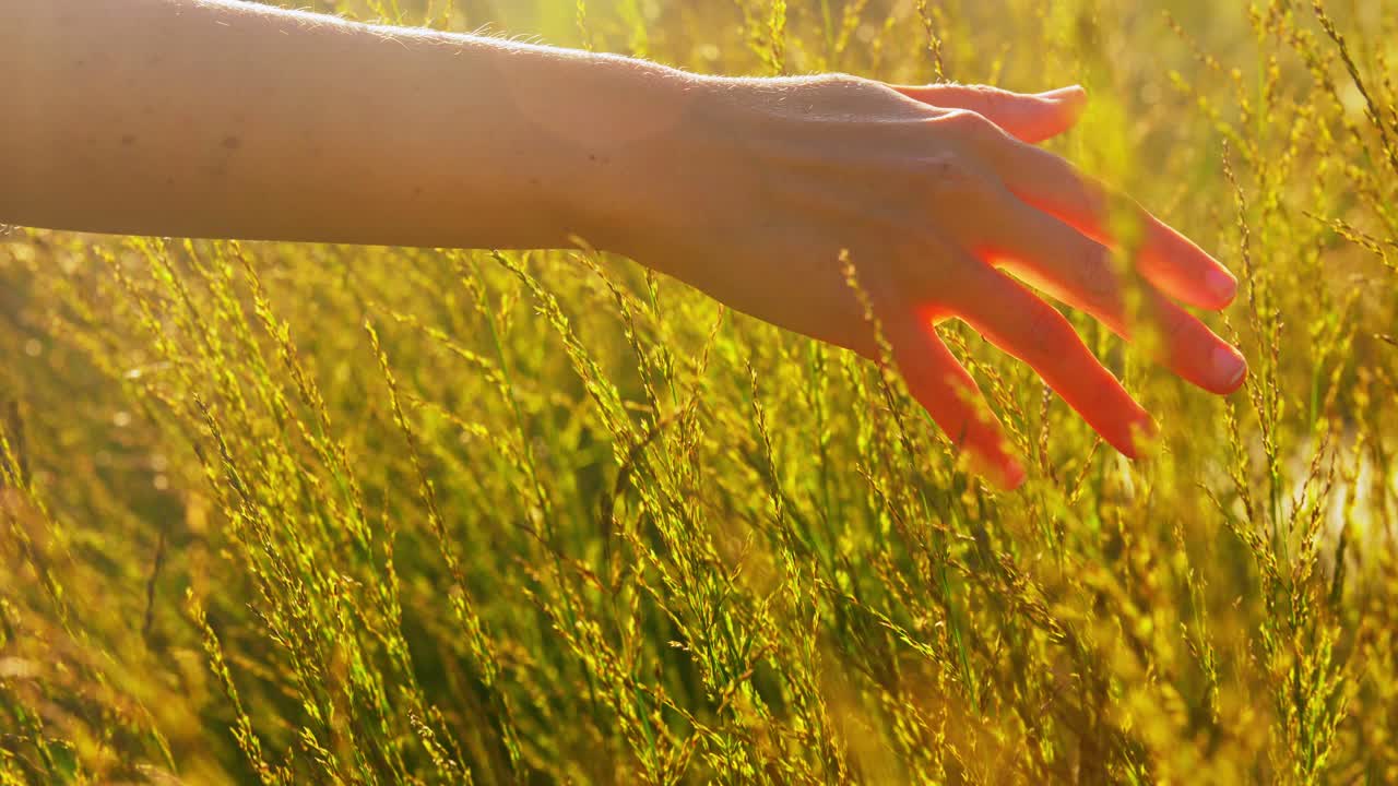 Hand in grass field at sunset Premium Stock Video Footage