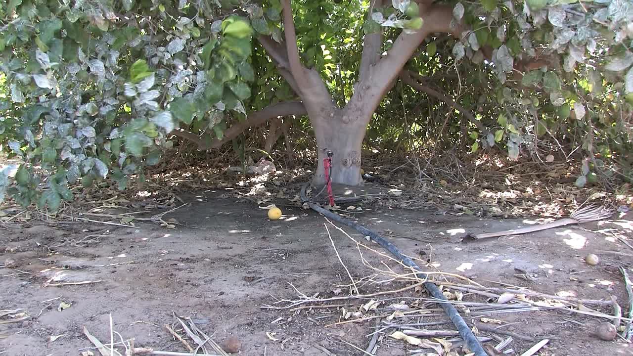 Lemon Tree In Southern California With Drip Irrigation-1 Free Stock ...