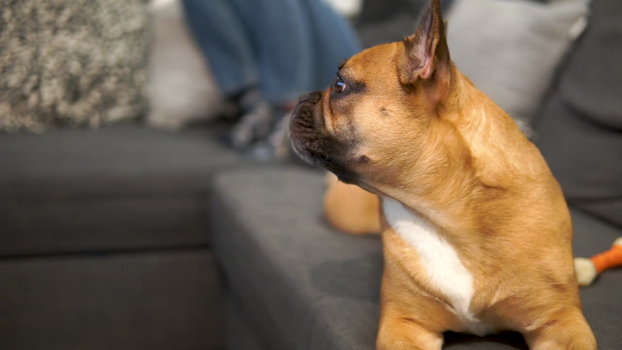 Premium stock video - A concerned french bulldog raises its head and ...