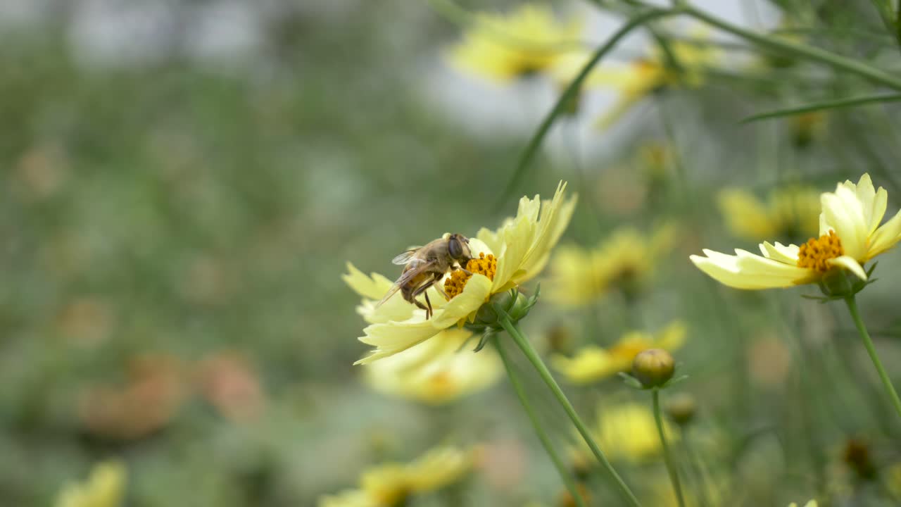 Premium stock video - Close up shot of a honey bee gathering pollen ...