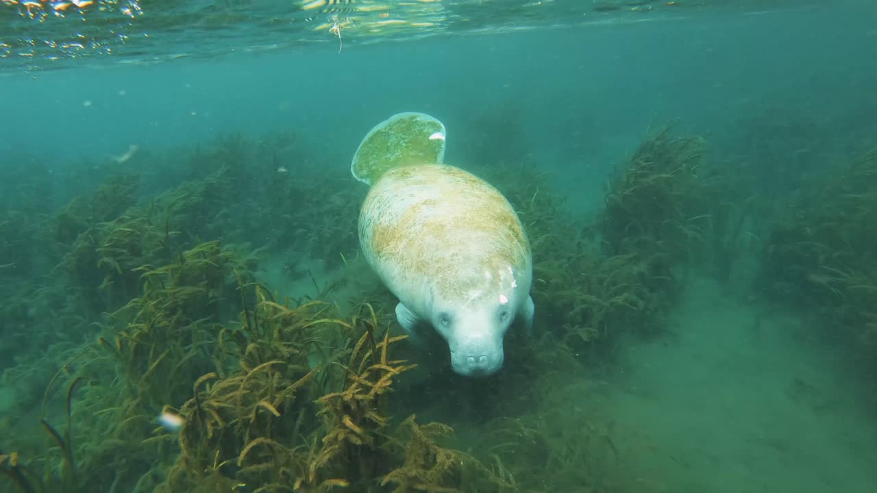 Slow motion 4k uhd underwater of a swimming manatee in the clear water ...