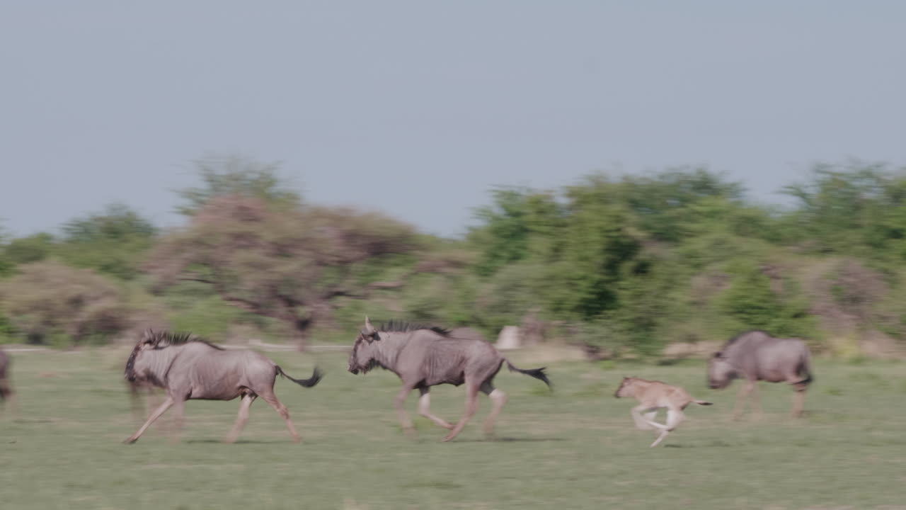Premium stock video - Breeding herd of wildebeest running at the ...