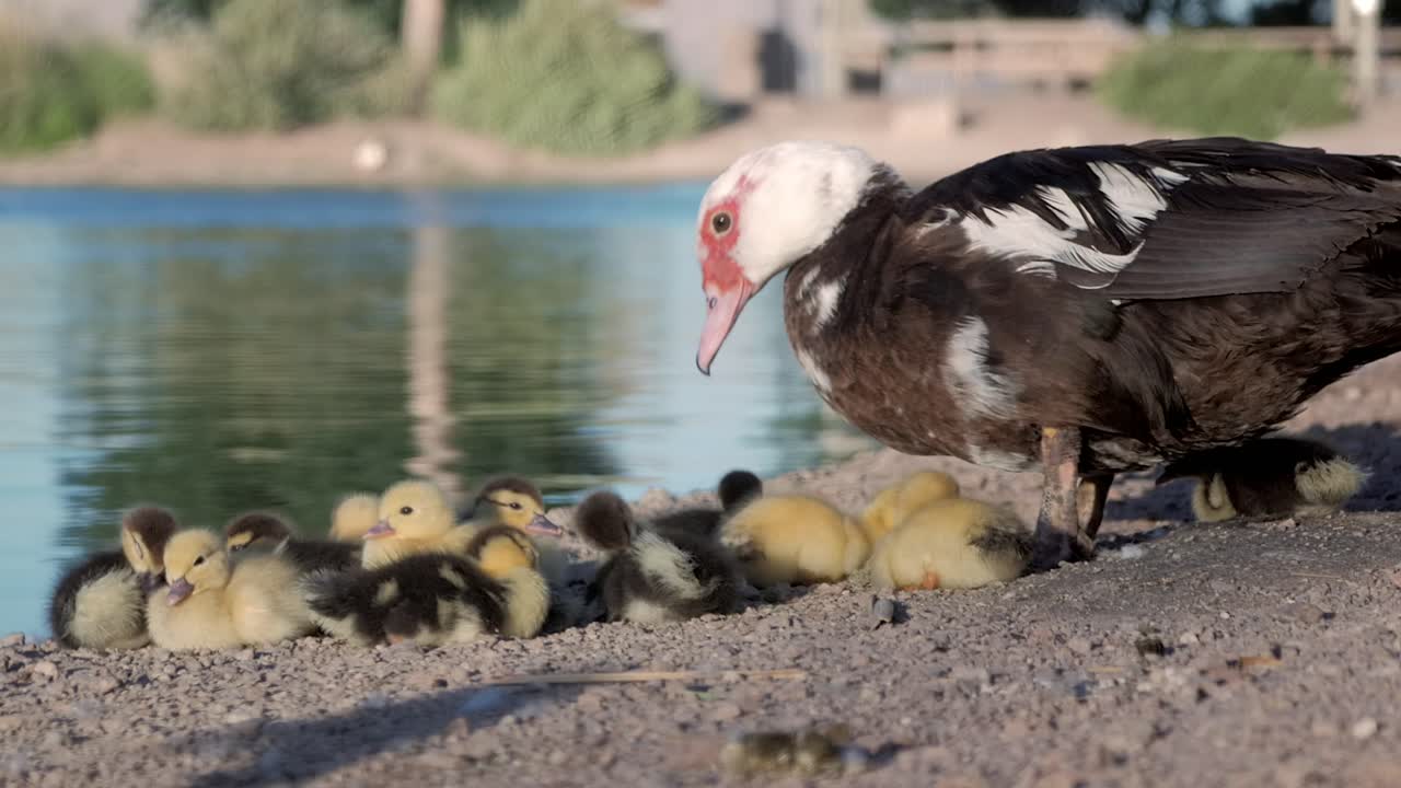 Cute Beautiful Ducklings Standing Next To Her Mother With A Lake On The ...