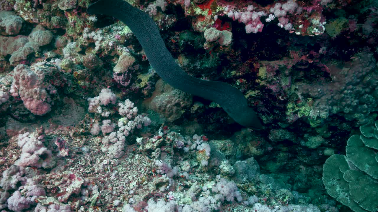 Beautiful Moray Eel Swimming By The Corals On The Ocean Floor ...