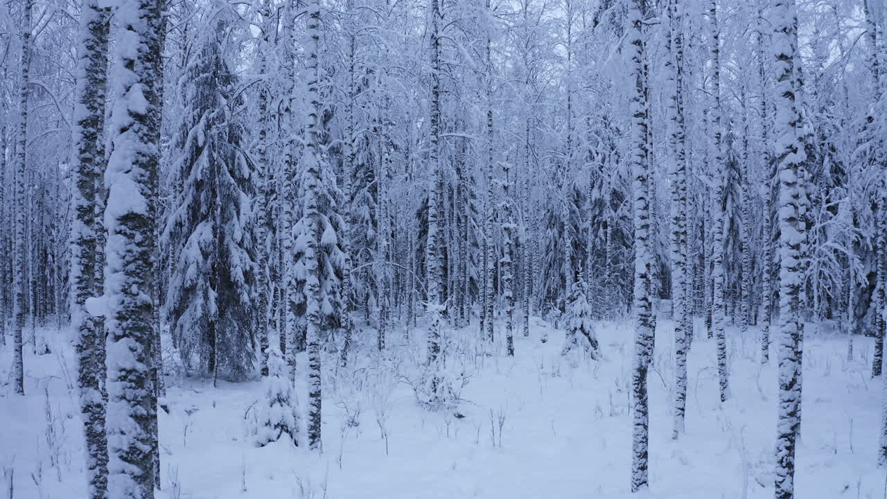 Premium stock video - Drone slow pullback shot of frozen birch trees in ...