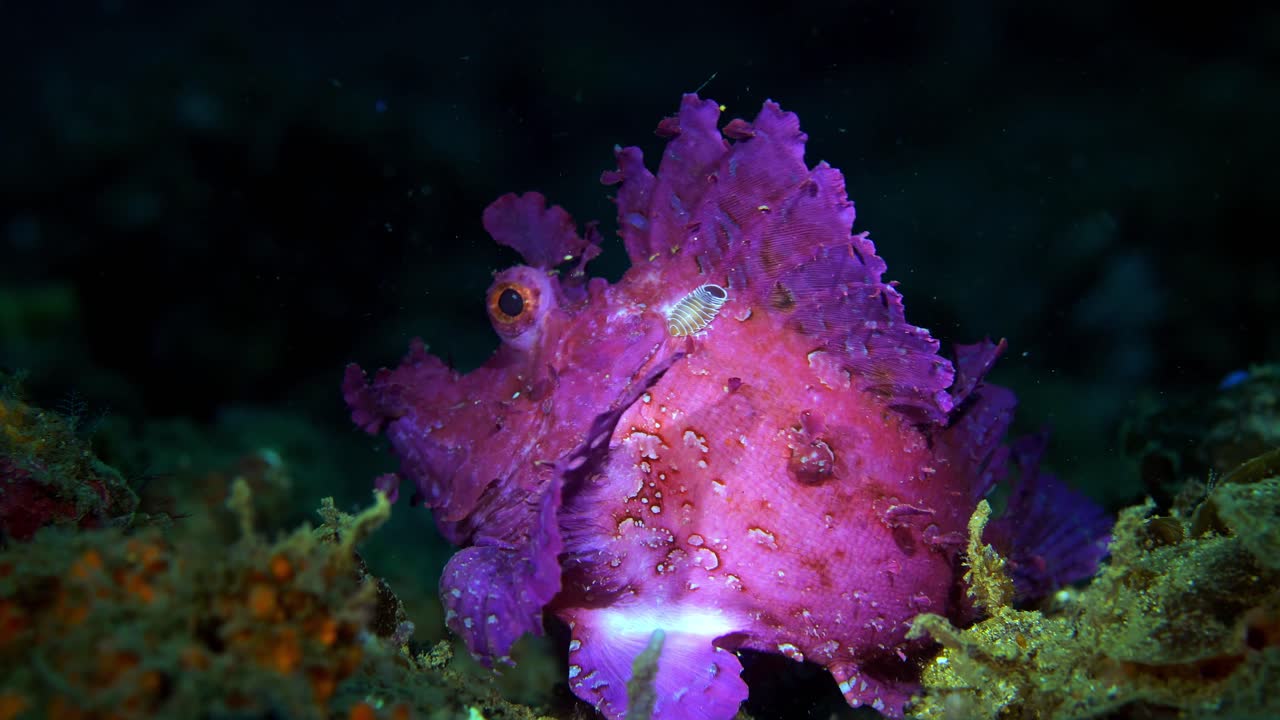 Premium stock video - Rhinopias frondosa purple weedy scorpionfish with ...