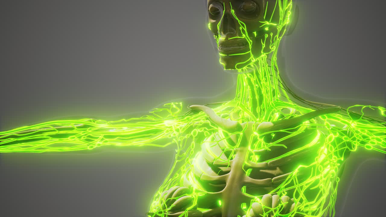 Science Anatomy Of Human Blood Vessels Free Stock Video Footage ...