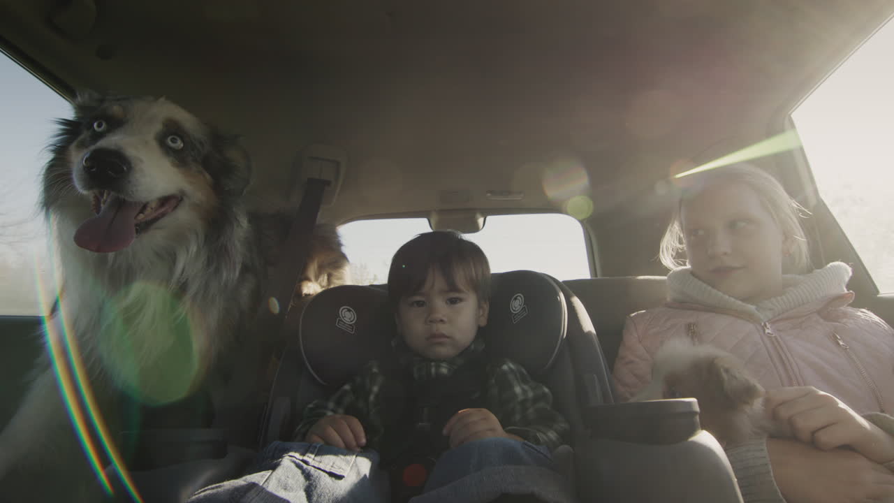 Premium stock video - Children with a dog travel in a car