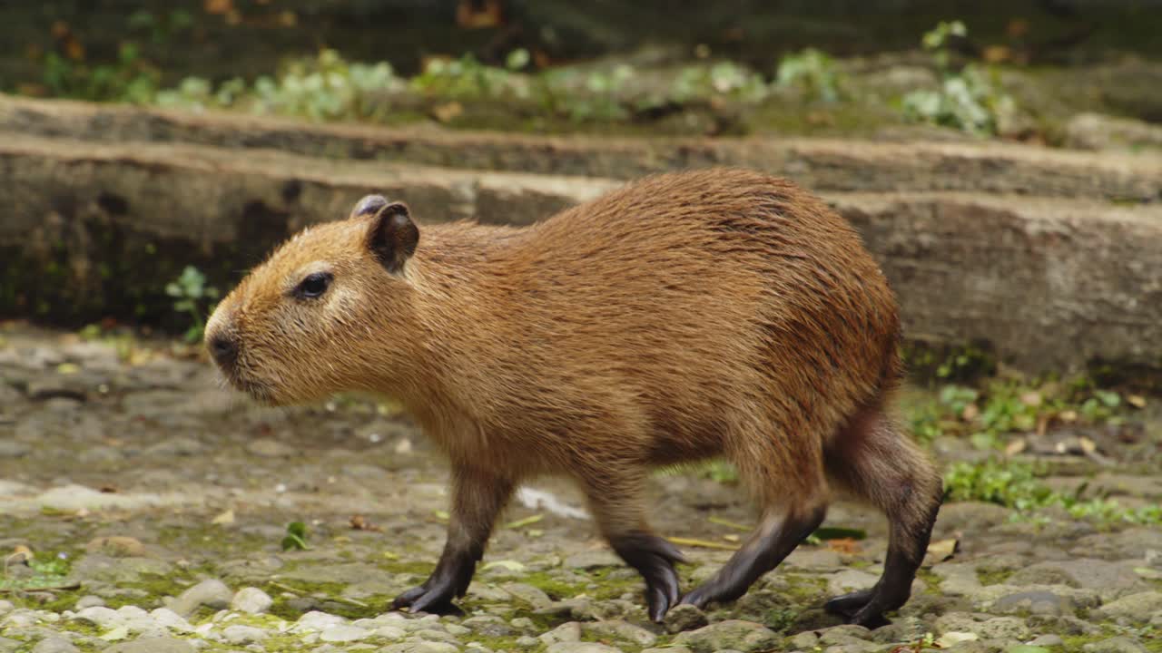 Cerca de un cachorro de carpincho caminando por el suelo en una reserva ...