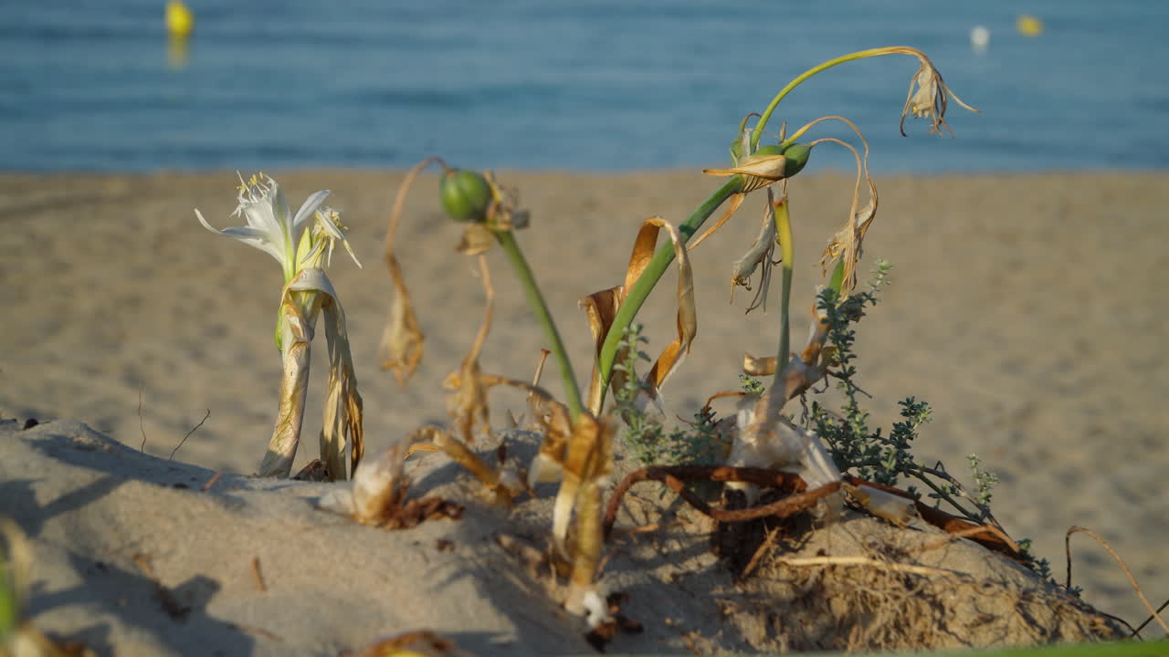 Premium stock video - Dry sea daffodil, pancratium maritimum with a ...