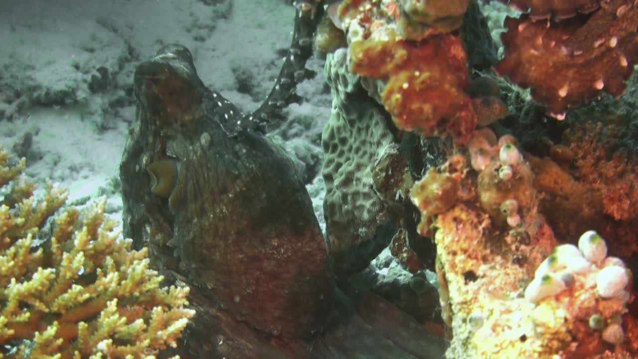 Octopus Mating At Coral Reef Free Stock Video Footage Download Clips