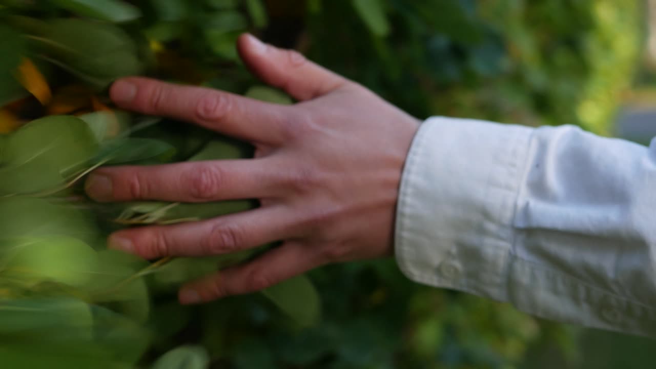 A man walking along a green hedge while running his fingers through the ...