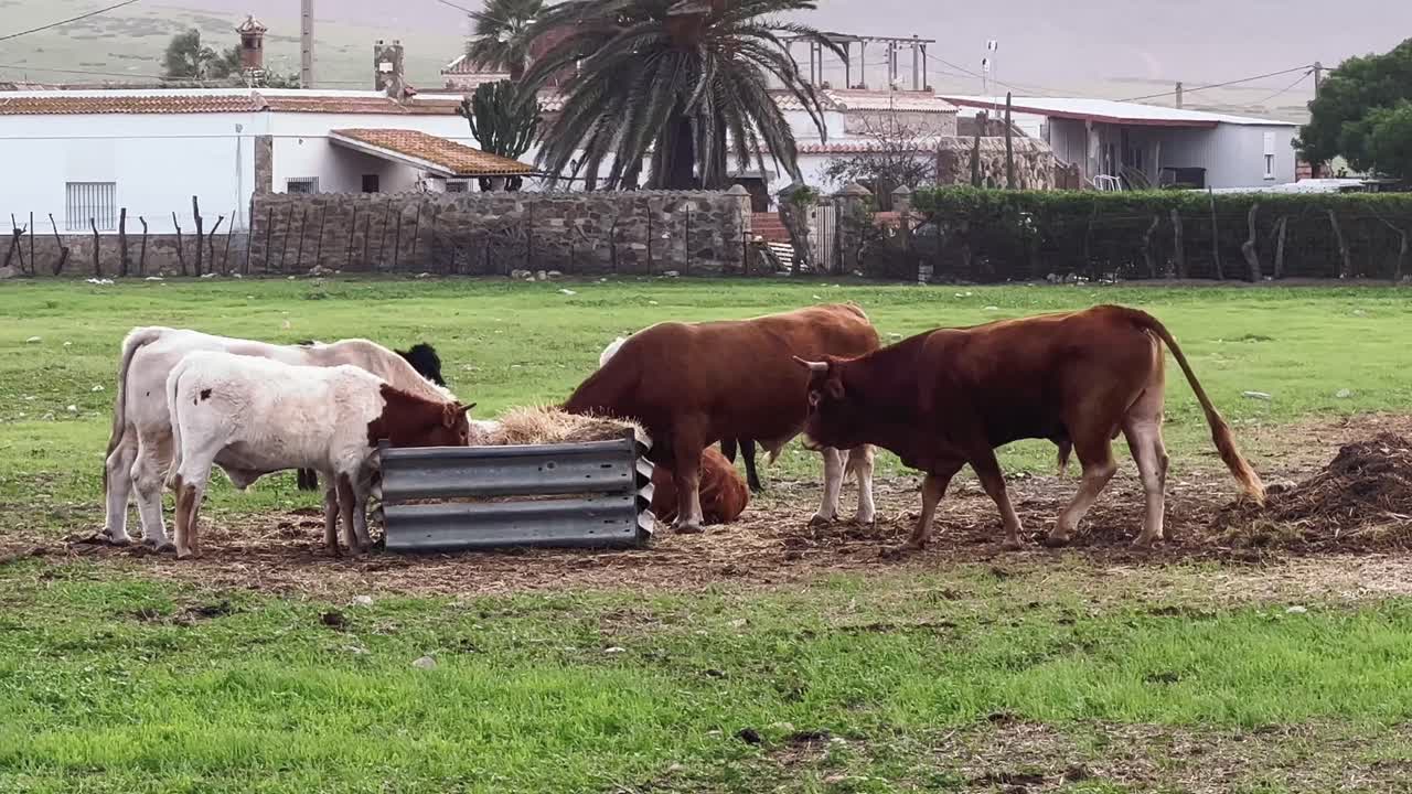 Livestock cattle captured outdoors on the grass in farming environment ...