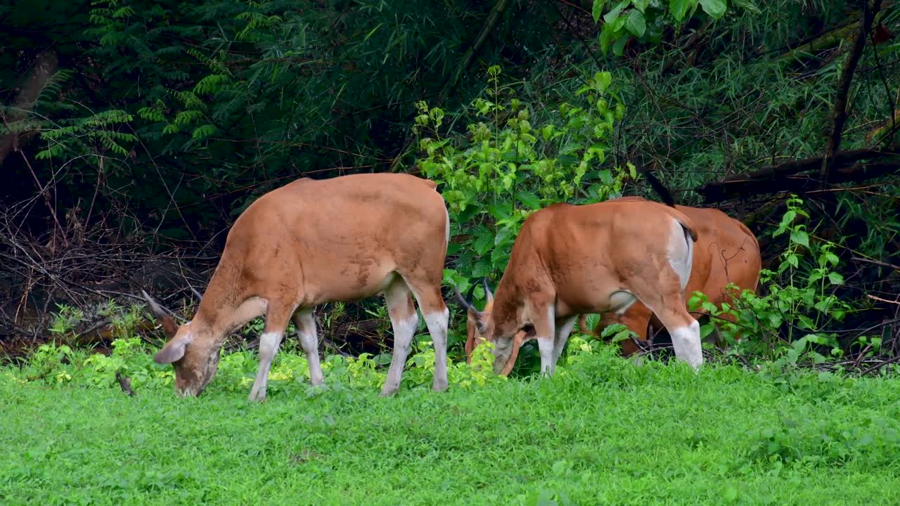 Premium stock video - The banteng or tembadau, is a wild cattle found ...
