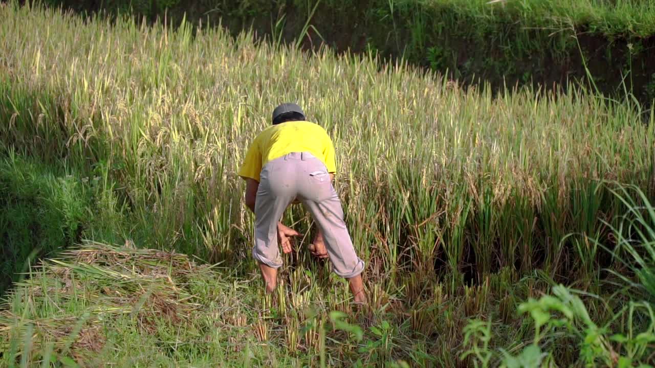 Slow motion: Traditional male Farmer Harvesting Paddy Plant on the rice ...