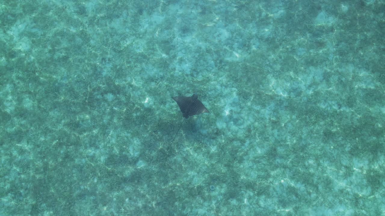 Spotted Eagle Ray In The Caribbean Sea From Top Down Drone Perspective ...