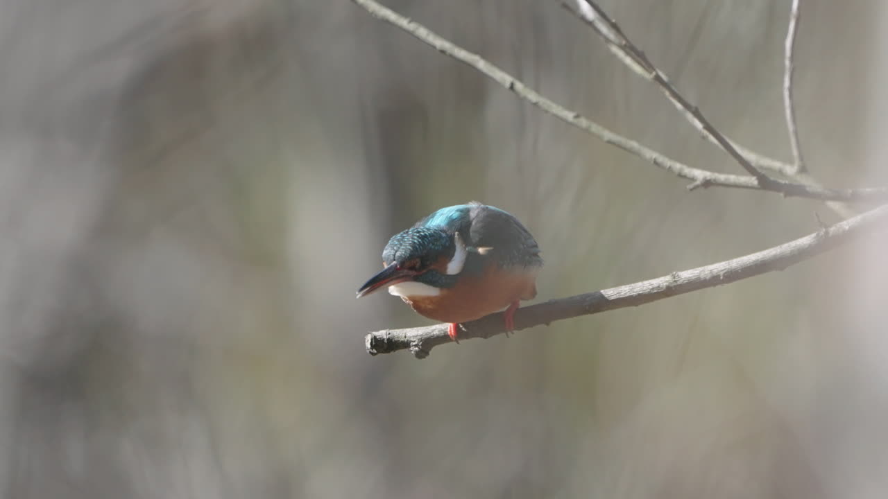 Common Kingfisher Bird Defecating On A Branch Of Tree Then Fly Away ...