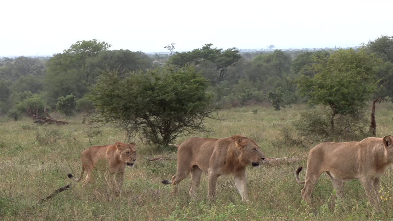 Lions move together through the savanna of the game reserve | Premium ...