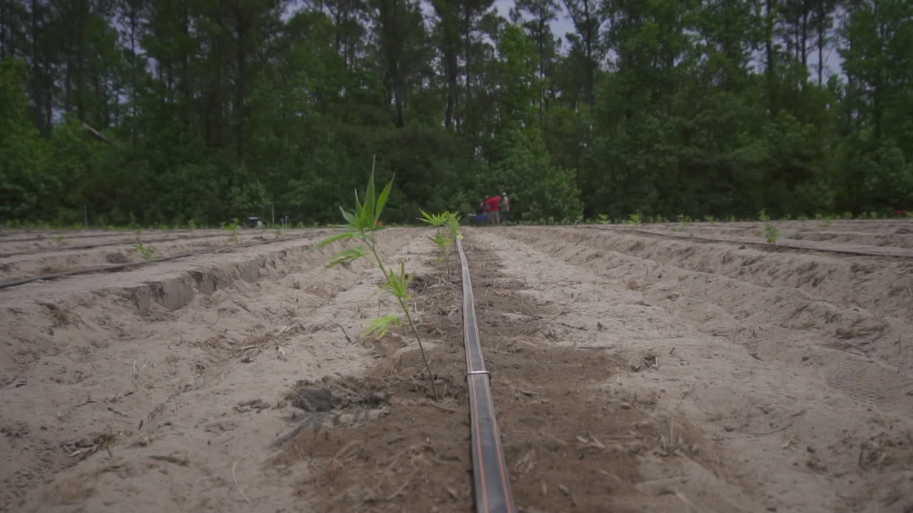 Premium stock video - Hemp blowing in wind outside on farm on a sunny day