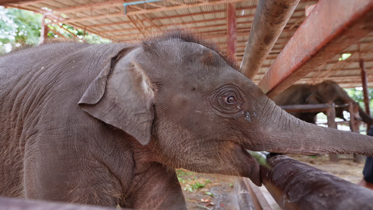 Premium stock video - Baby asian elephant eating cucumber in thailand