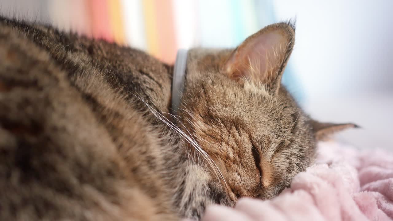 A napping tabby cat slowly opens an eye, then wakes up from sleep and ...