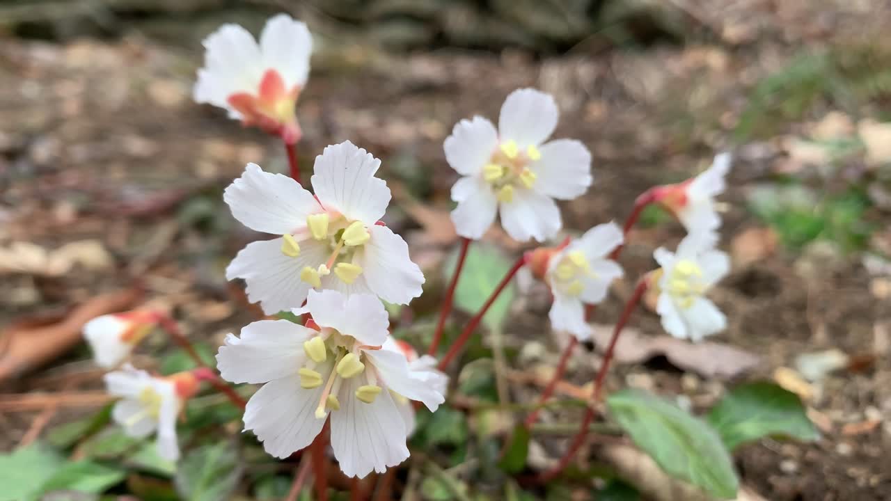 Premium stock video - Oconee bells flowering in the appalachian mountains