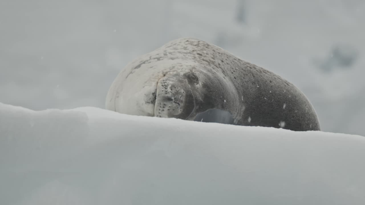 Gimbal shot around leopard seal lying on ice in Antarctica during ...