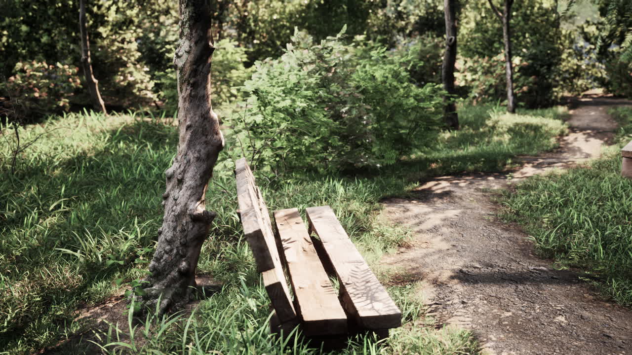 Free stock video - Wooden bench in nature by the tree