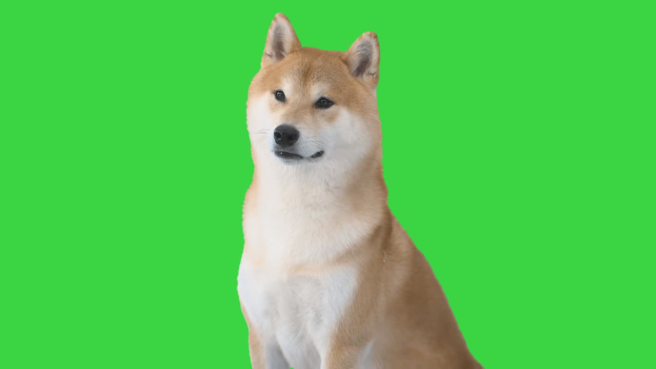 shiba inu sitting and looking around on a green screen chroma key | freepik