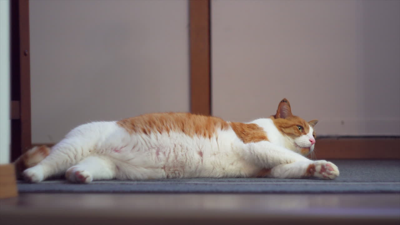 Fully Grown Male Cat Laying On His Side On The Floor Free Stock Video ...